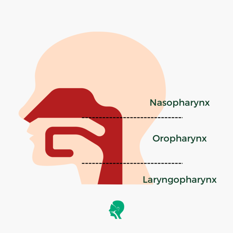 How do the ear, nose and throat work together: Understanding the basics ...