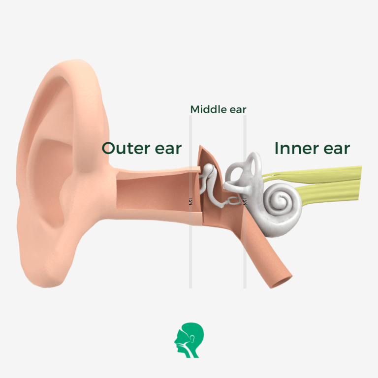 How do the ear, nose and throat work together: Understanding the basics ...